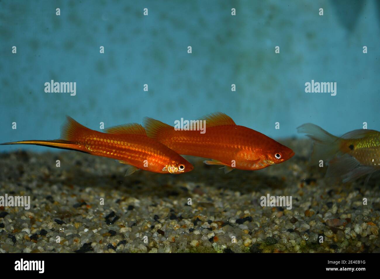 Green swordtail xiphophorus hellerii immagini e fotografie stock ad ...