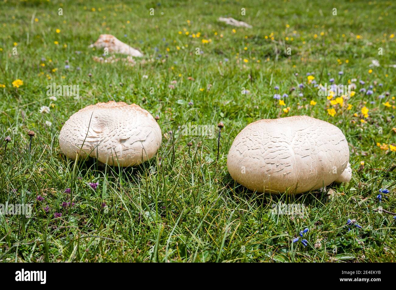 Il pulsante coltivato fungo agaricus bisporus o fungo campestre ...