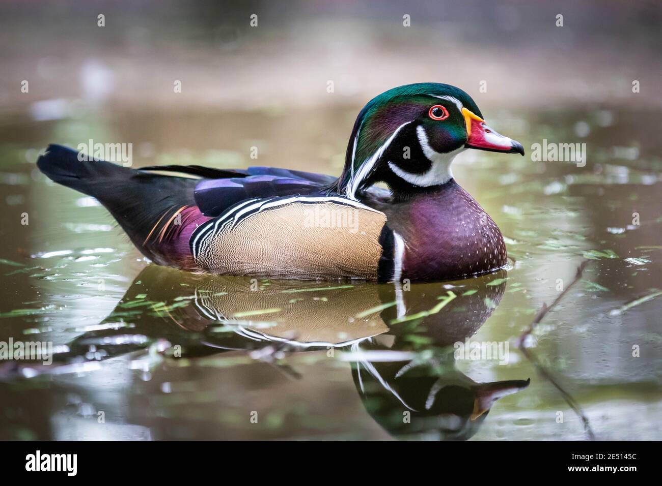 Anatra di mandarino immagini e fotografie stock ad alta risoluzione - Alamy