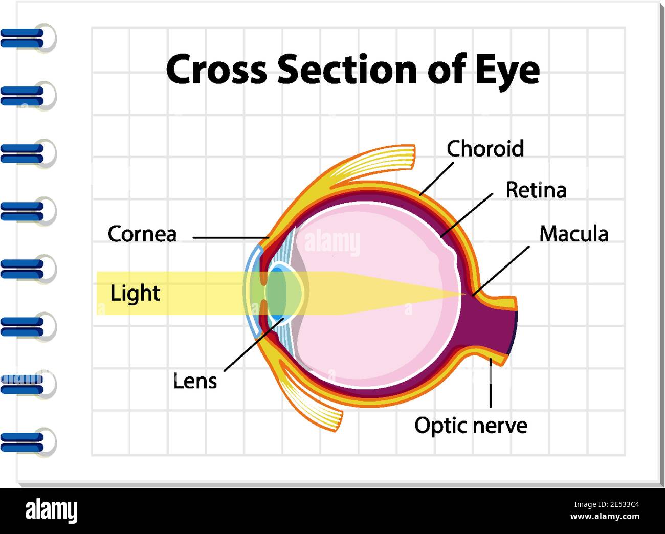 Diagramma Del Bulbo Oculare Parte Iridea Della Retina E Anatomy
