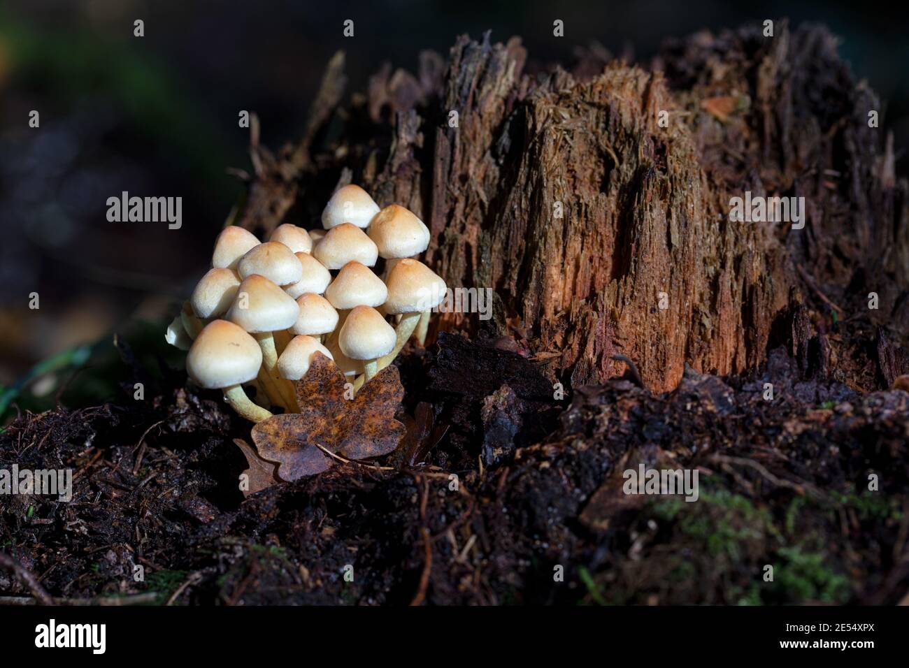 Ancient fungi immagini e fotografie stock ad alta risoluzione - Alamy