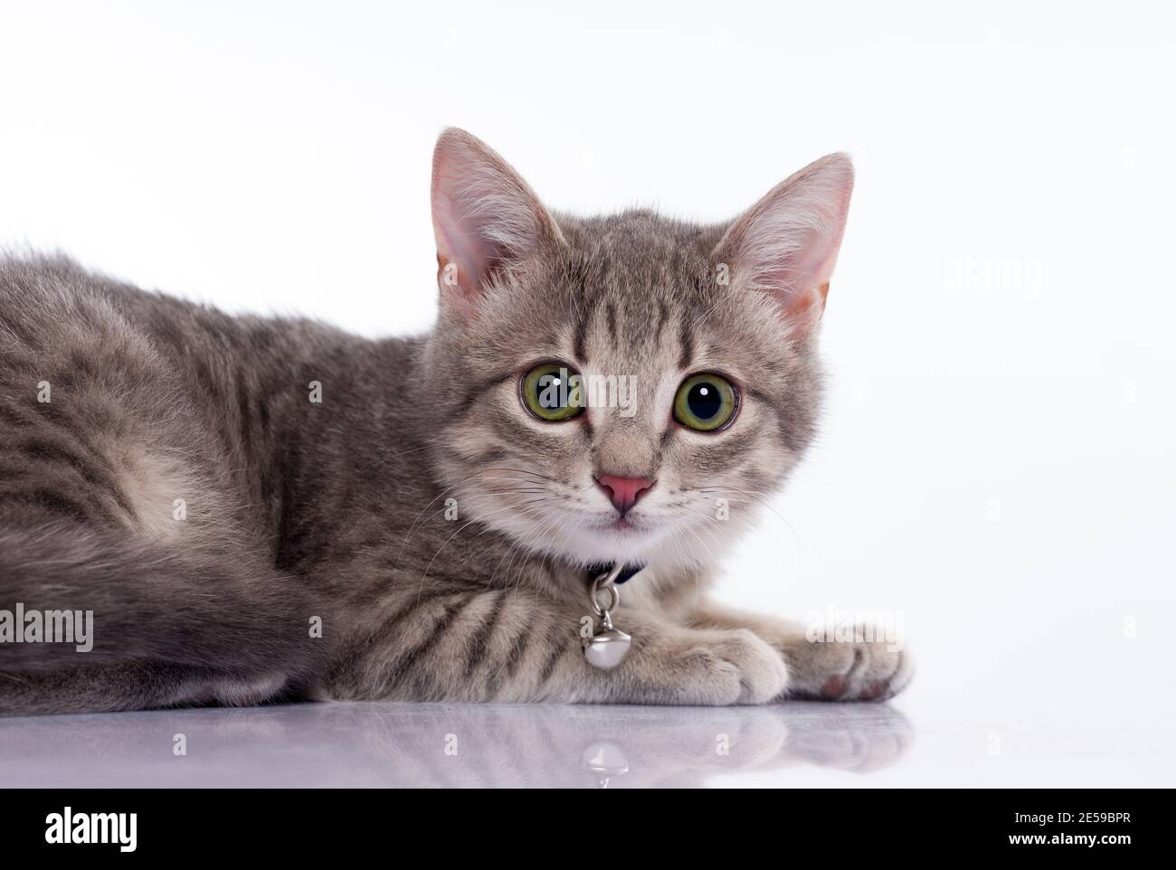 Gato pequeno Immagini e Fotos Stock - Alamy