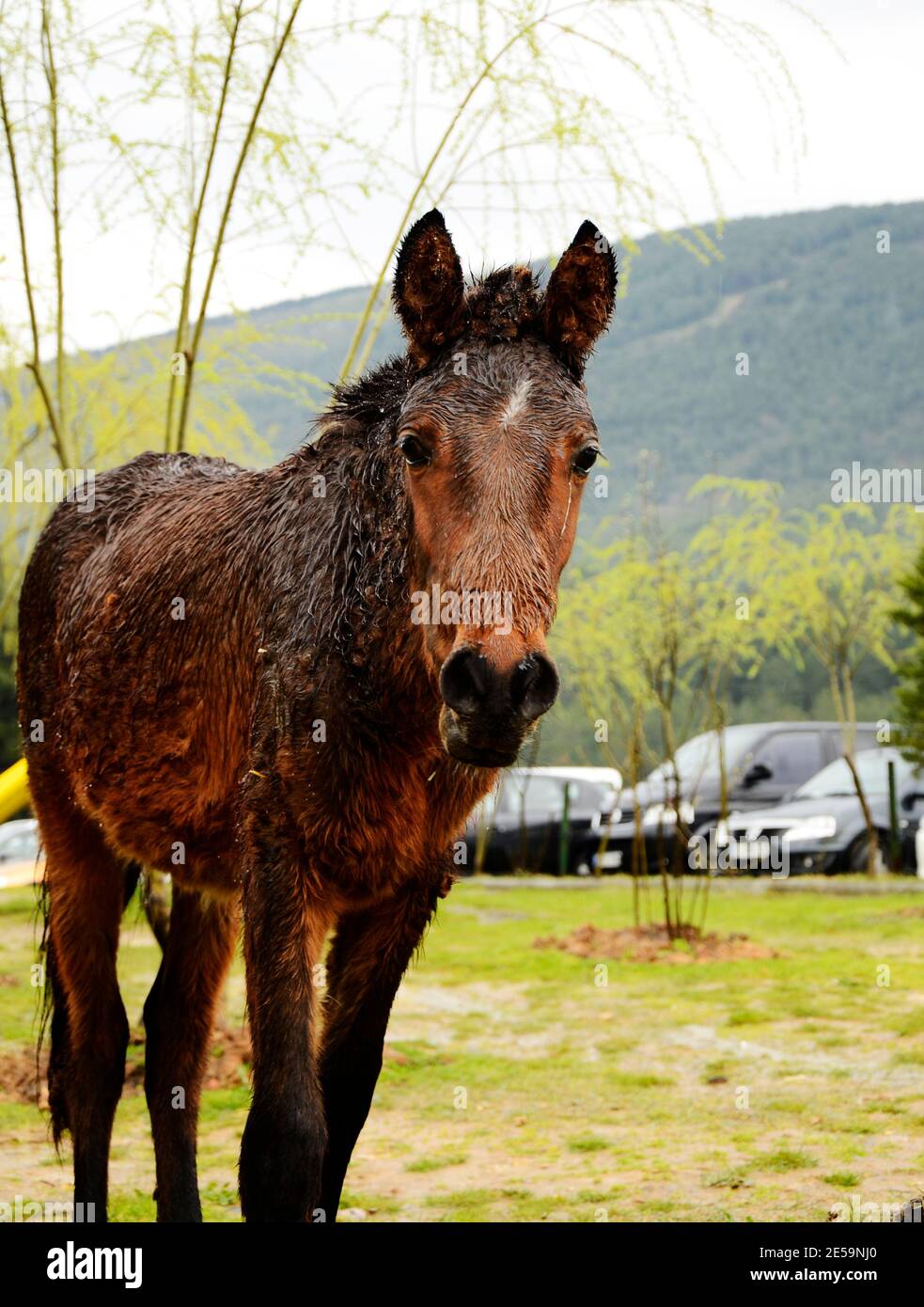 Bel mulo immagini e fotografie stock ad alta risoluzione - Alamy