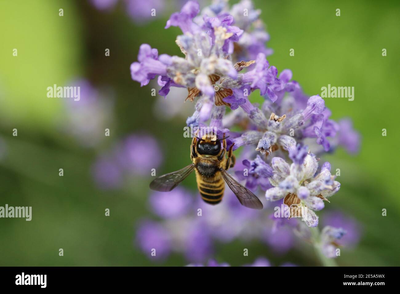 Ape addome immagini e fotografie stock ad alta risoluzione - Alamy
