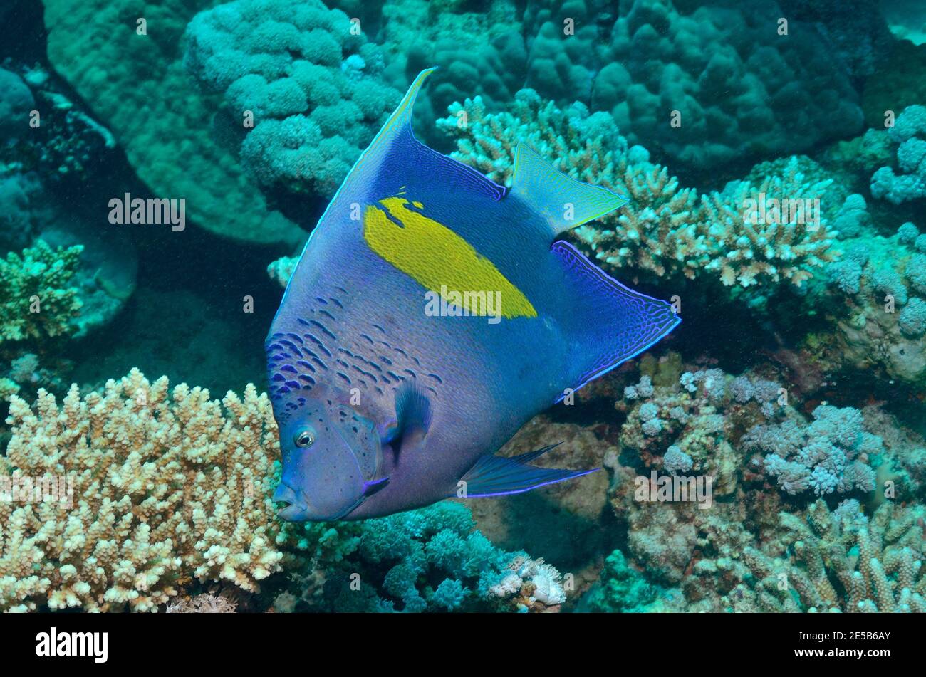 Pesci angelo arabian yellowbar immagini e fotografie stock ad alta ...