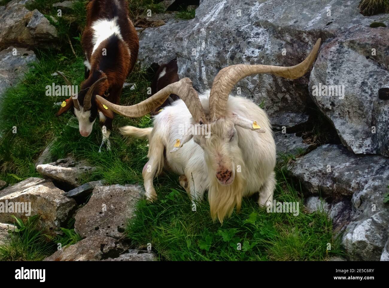 Corna contorte immagini e fotografie stock ad alta risoluzione - Alamy