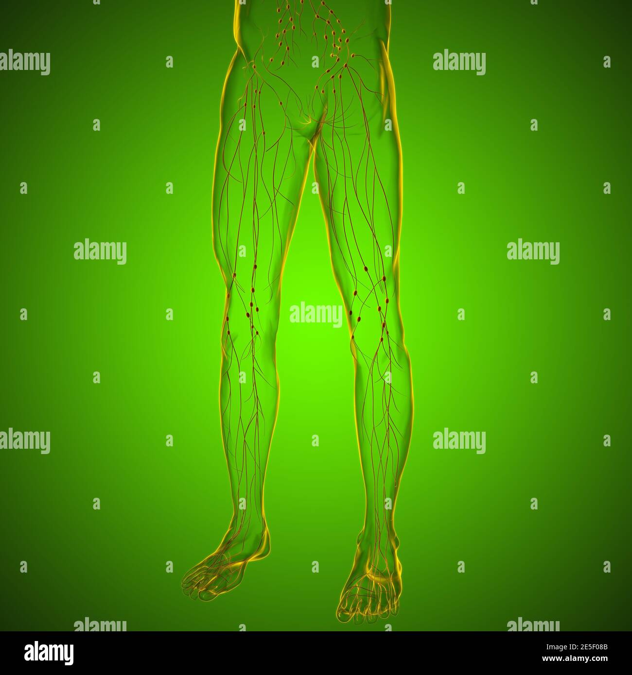 Anatomia dei linfonodi umani per l'illustrazione 3D di Medical Concept ...