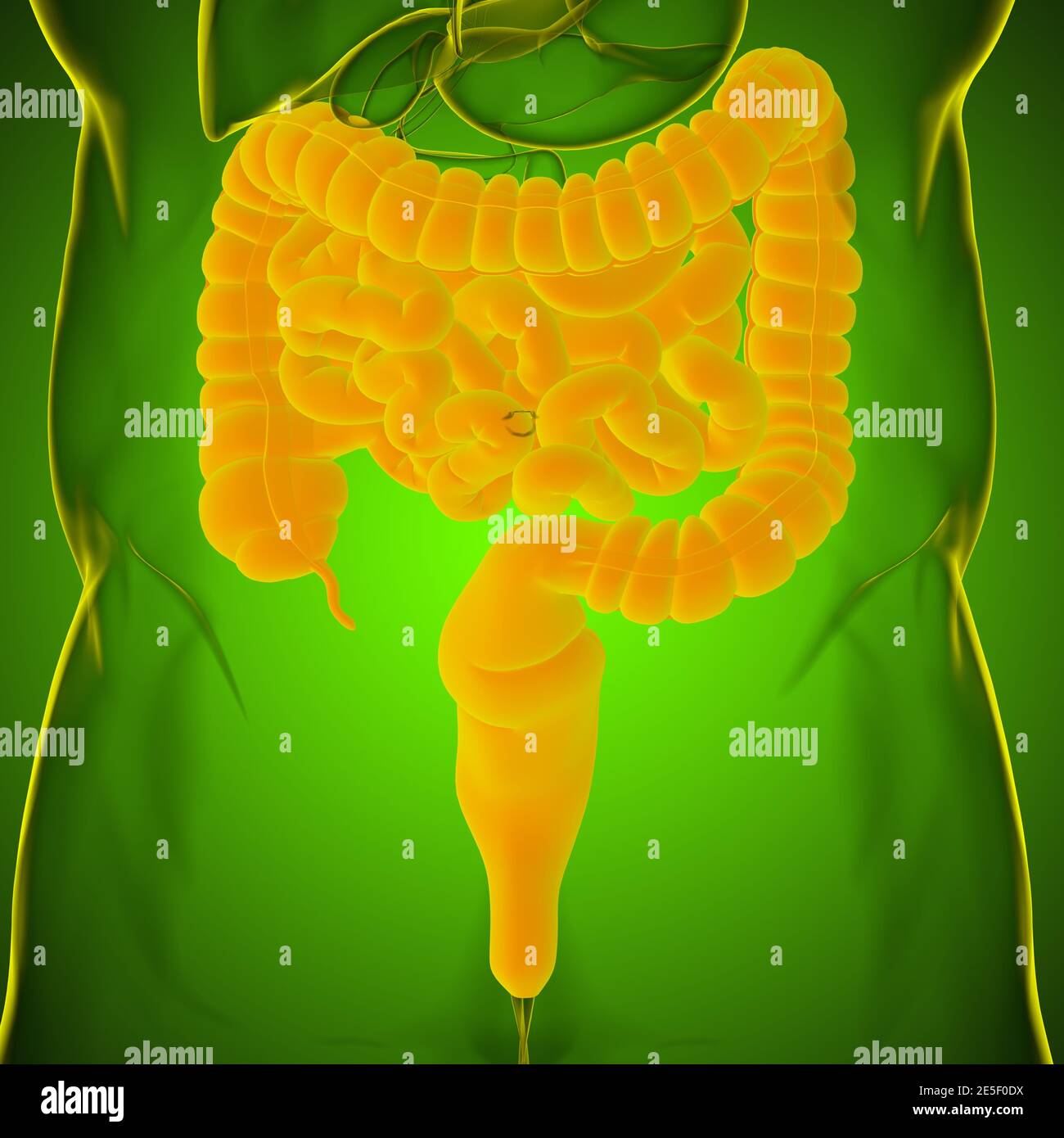 Illustrazione 3D dell'intestino tenue e dell'intestino tenue Anatomia ...