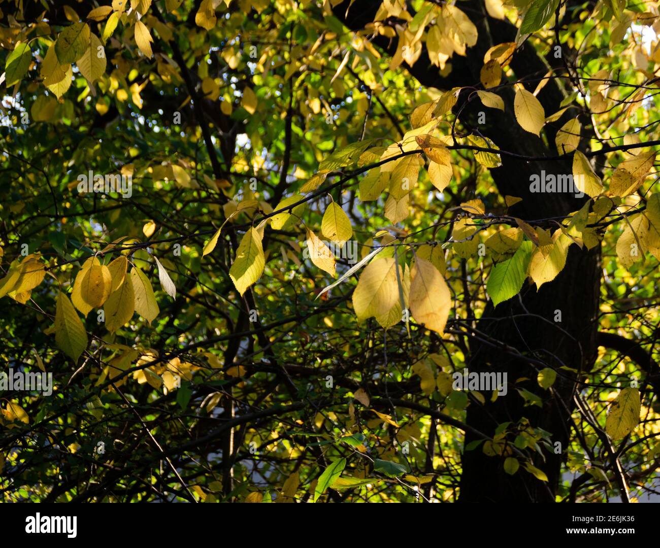 Autum leaves immagini e fotografie stock ad alta risoluzione - Alamy