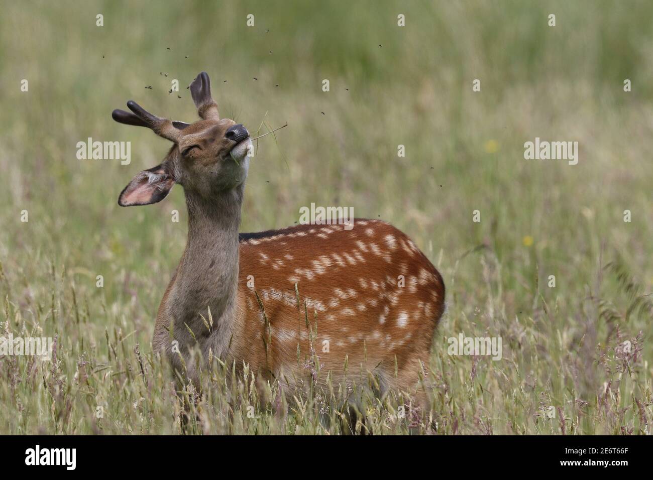 Insetti che pungono immagini e fotografie stock ad alta risoluzione - Alamy