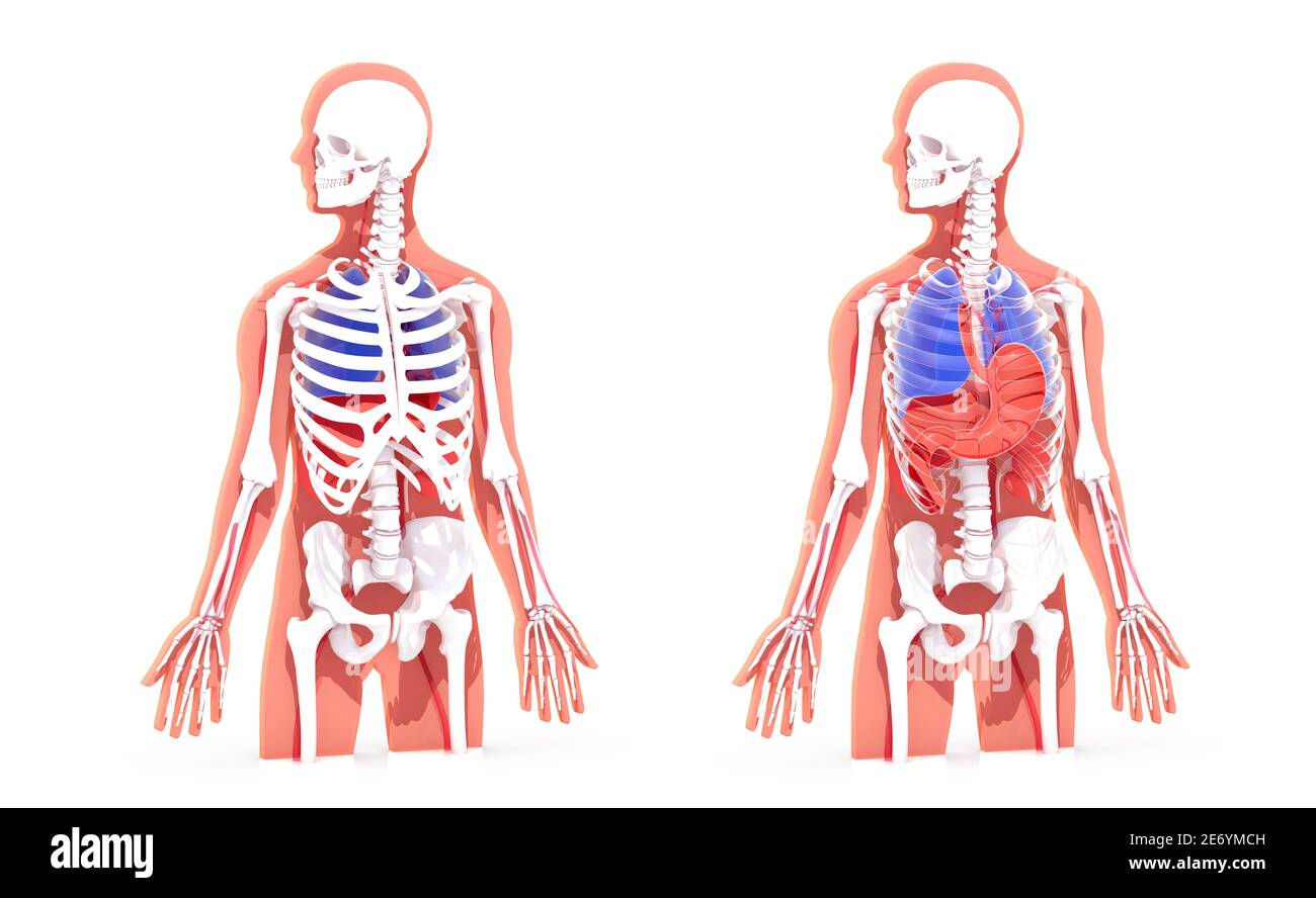 illustrazione 3d dello scheletro umano su una silhouette ritagliata ...