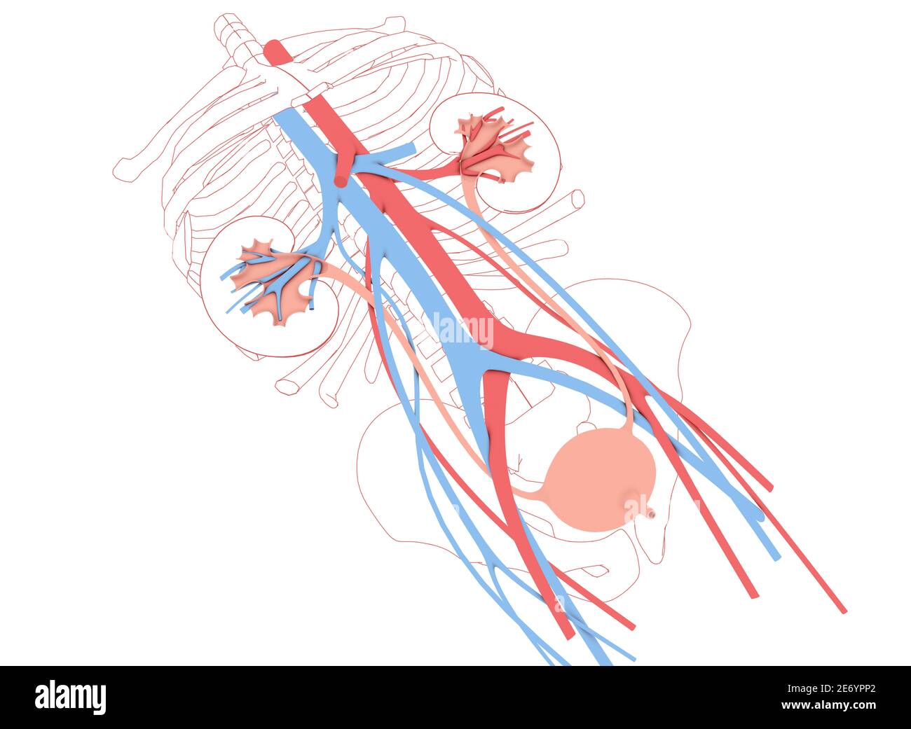 Illustrazione del sistema urinario, delle vene e delle arterie in 3d, e ...