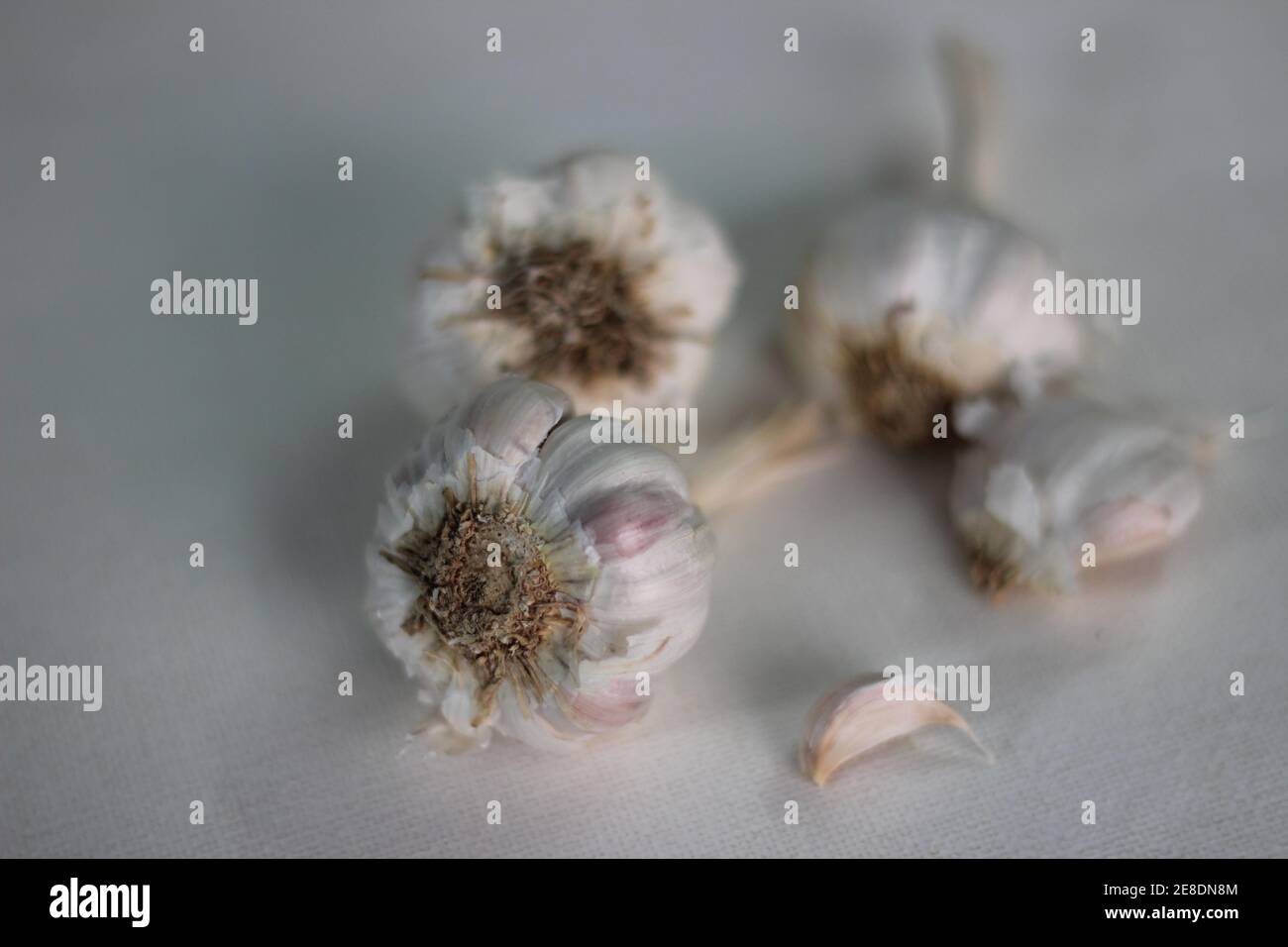 Bulbo di spicchi d'aglio immagini e fotografie stock ad alta ...