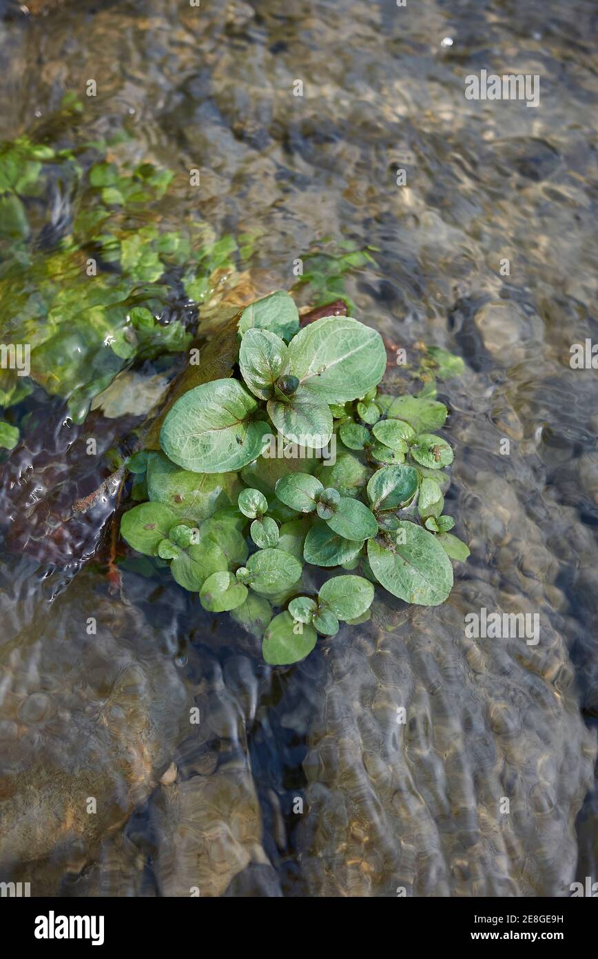 Pianta acquatica di piante grasse immagini e fotografie stock ad alta ...