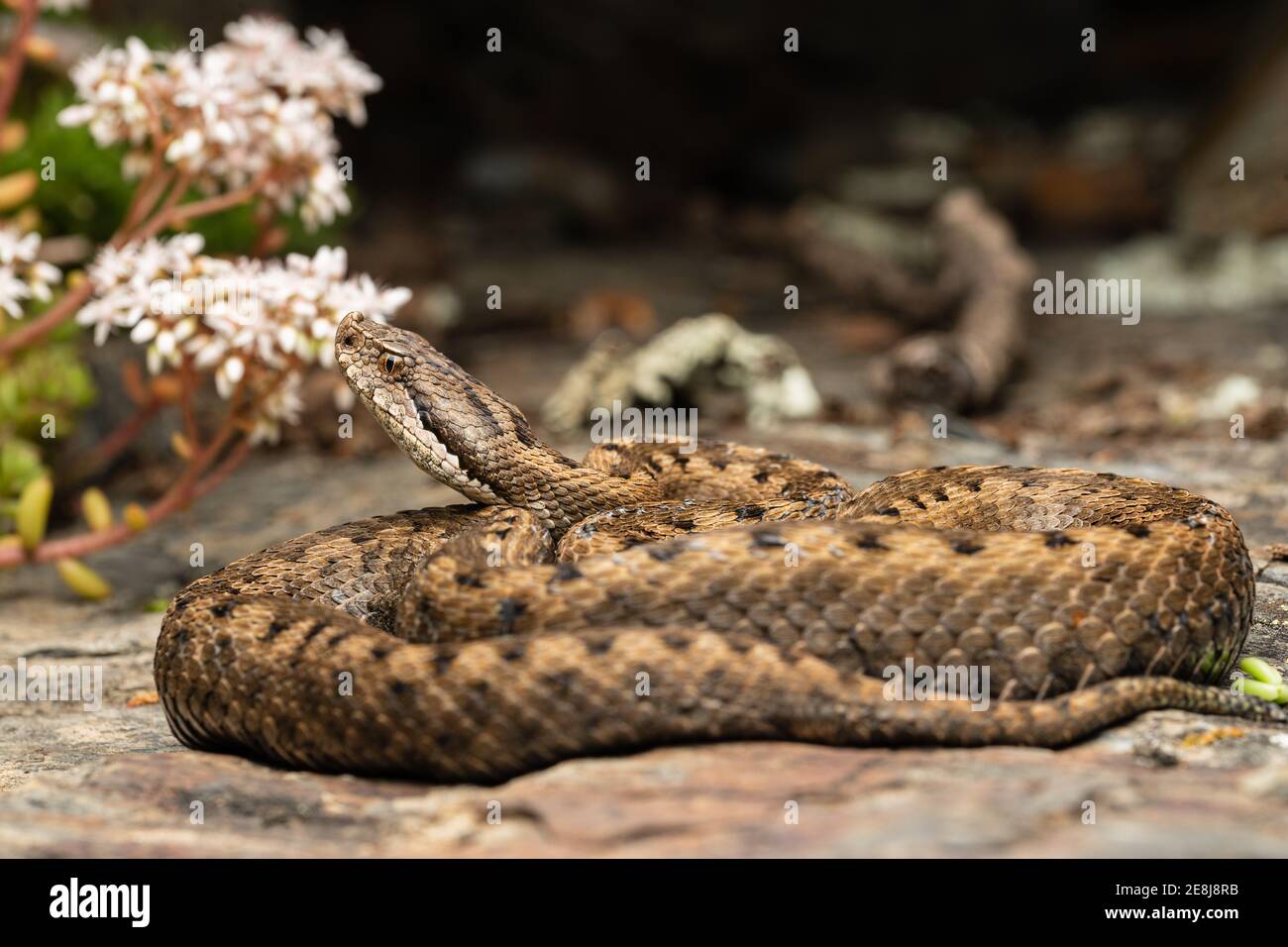 Asp viper vipera aspis snake immagini e fotografie stock ad alta ...