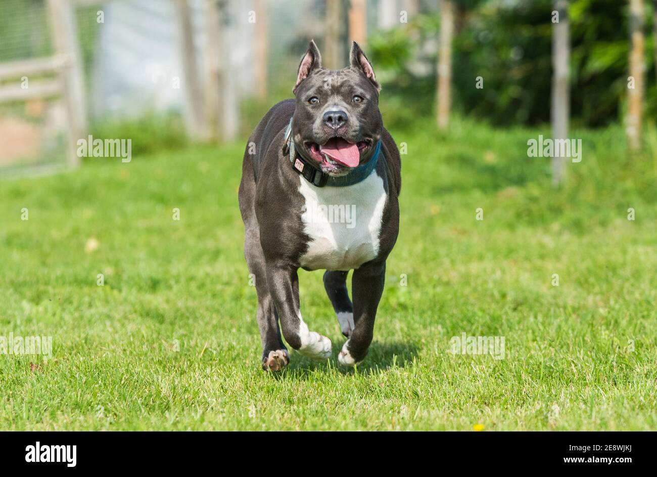 Blu staffordshire terrier immagini e fotografie stock ad alta ...