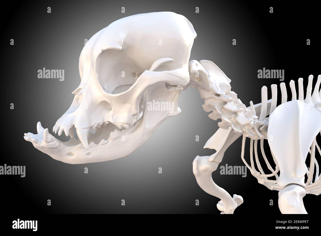 Scheletro cranio cane canino, cane bulldog francese con caratteristiche ...