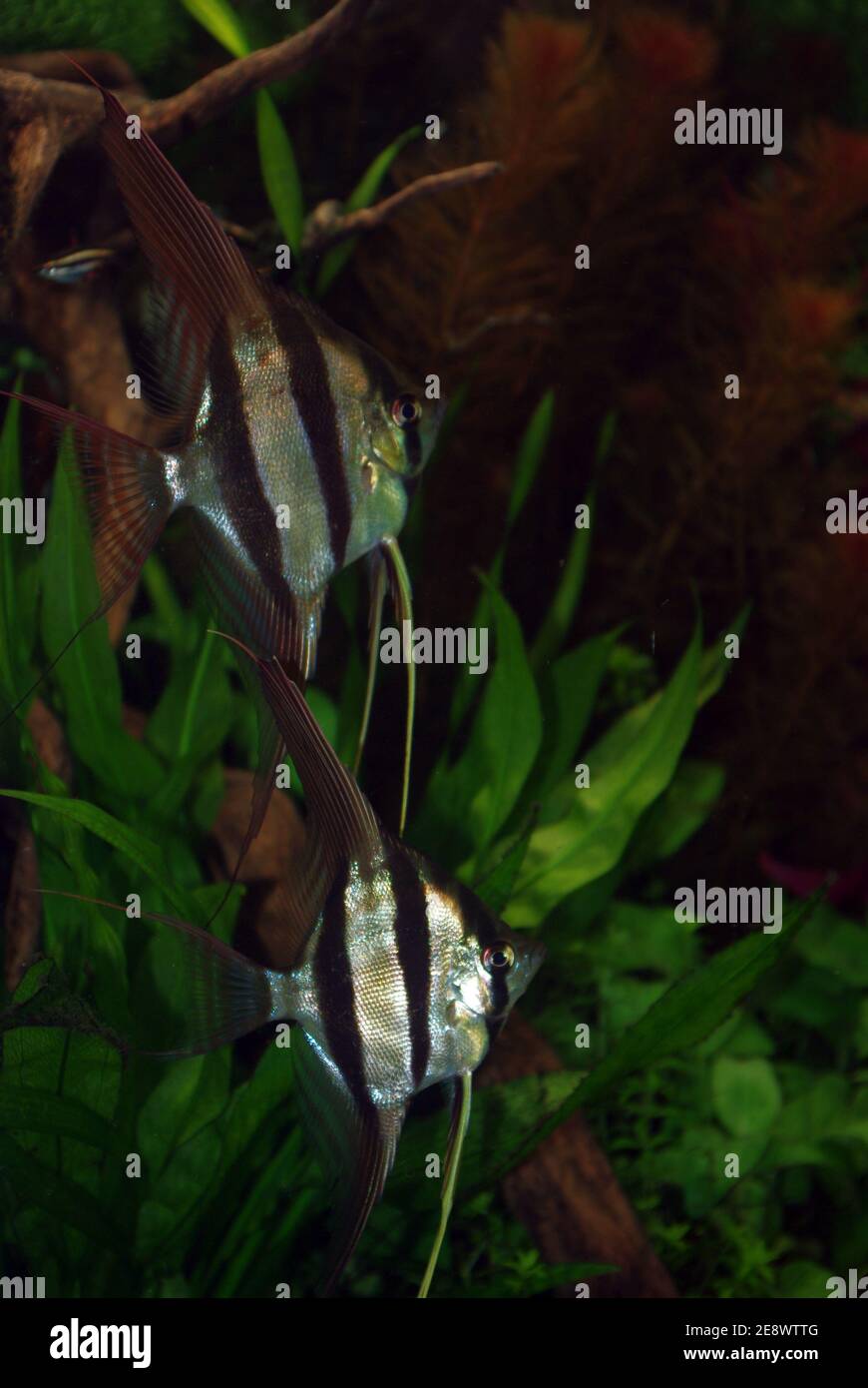 Orinoco angelfish pterophyllum altum immagini e fotografie stock ad ...