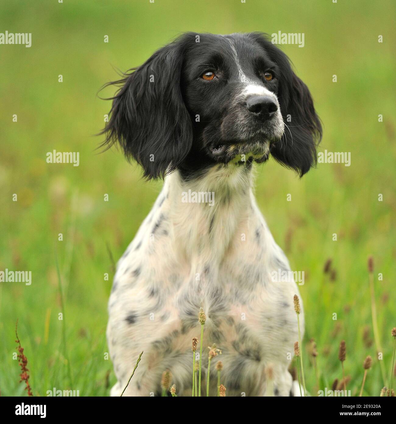 Black white springer spaniel dog immagini e fotografie stock ad alta ...
