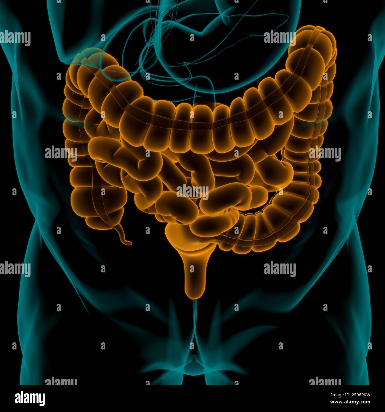 Illustrazione 3D dell'intestino tenue e dell'intestino tenue Anatomia ...