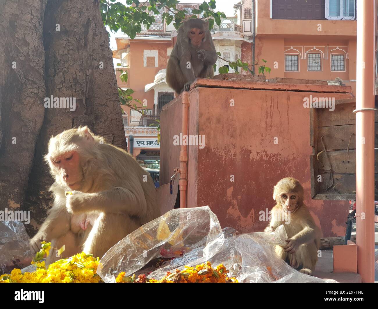Scimmie in luoghi turistici immagini e fotografie stock ad alta ...