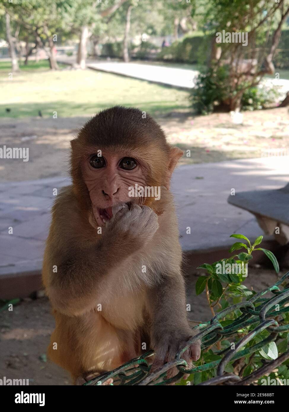 Scimmie in luoghi turistici immagini e fotografie stock ad alta ...