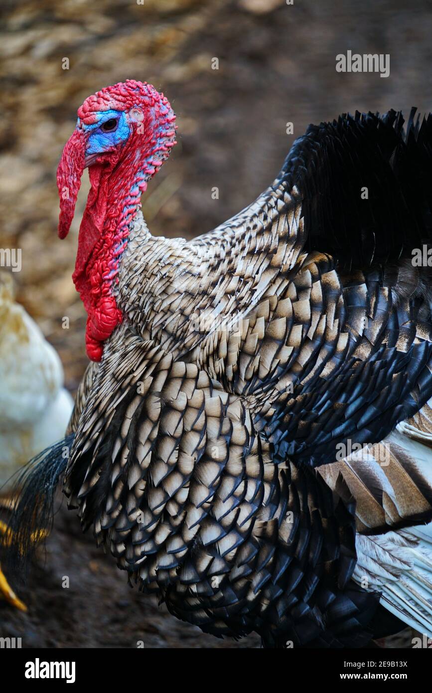 Uccello selvatico con una cresta nera sulla sua testa immagini e ...