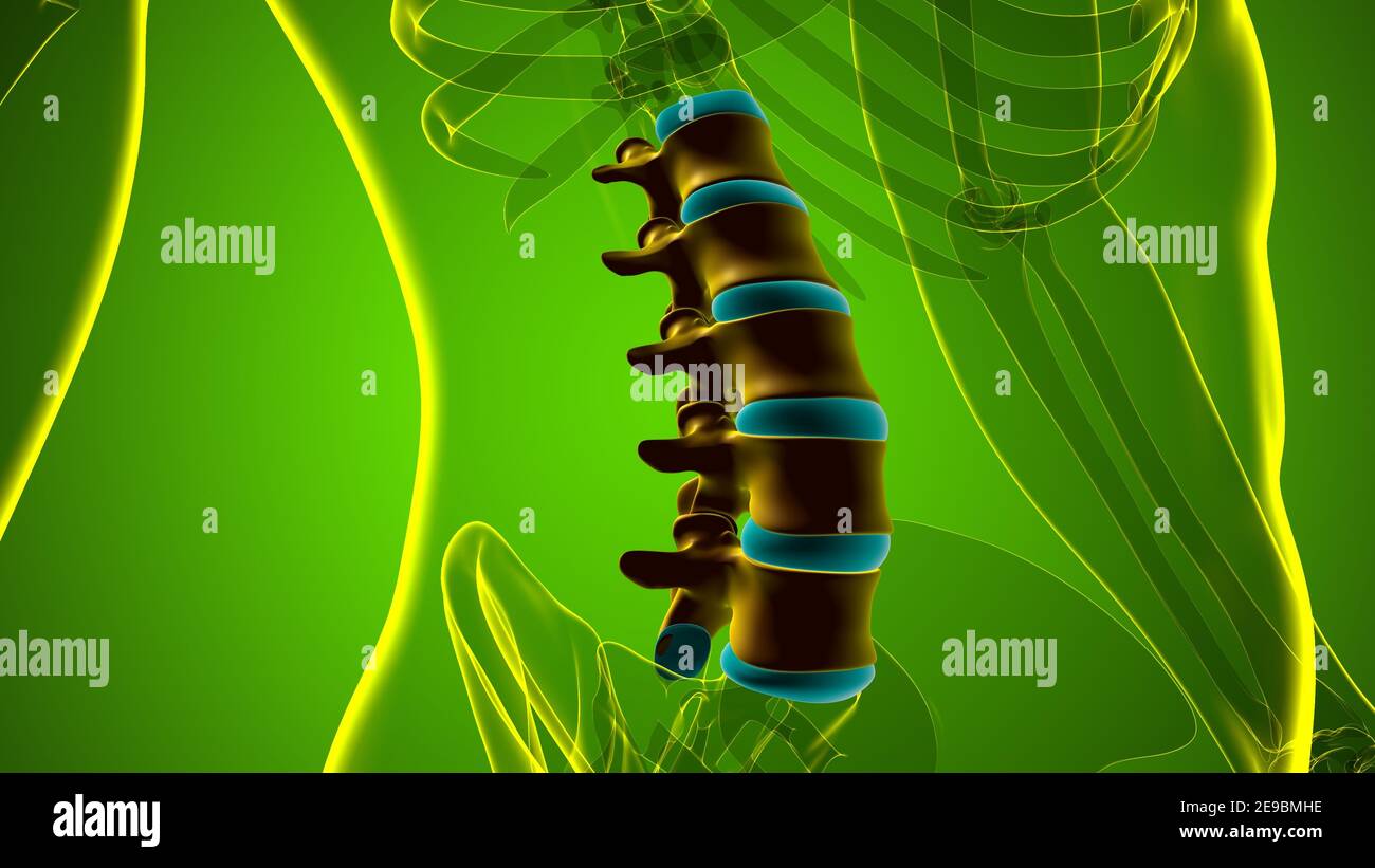 Colonna vertebrale scheletro umano vertebre lombare Anatomia 3D ...
