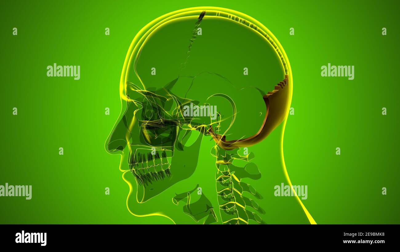 Osso occipitale immagini e fotografie stock ad alta risoluzione - Alamy