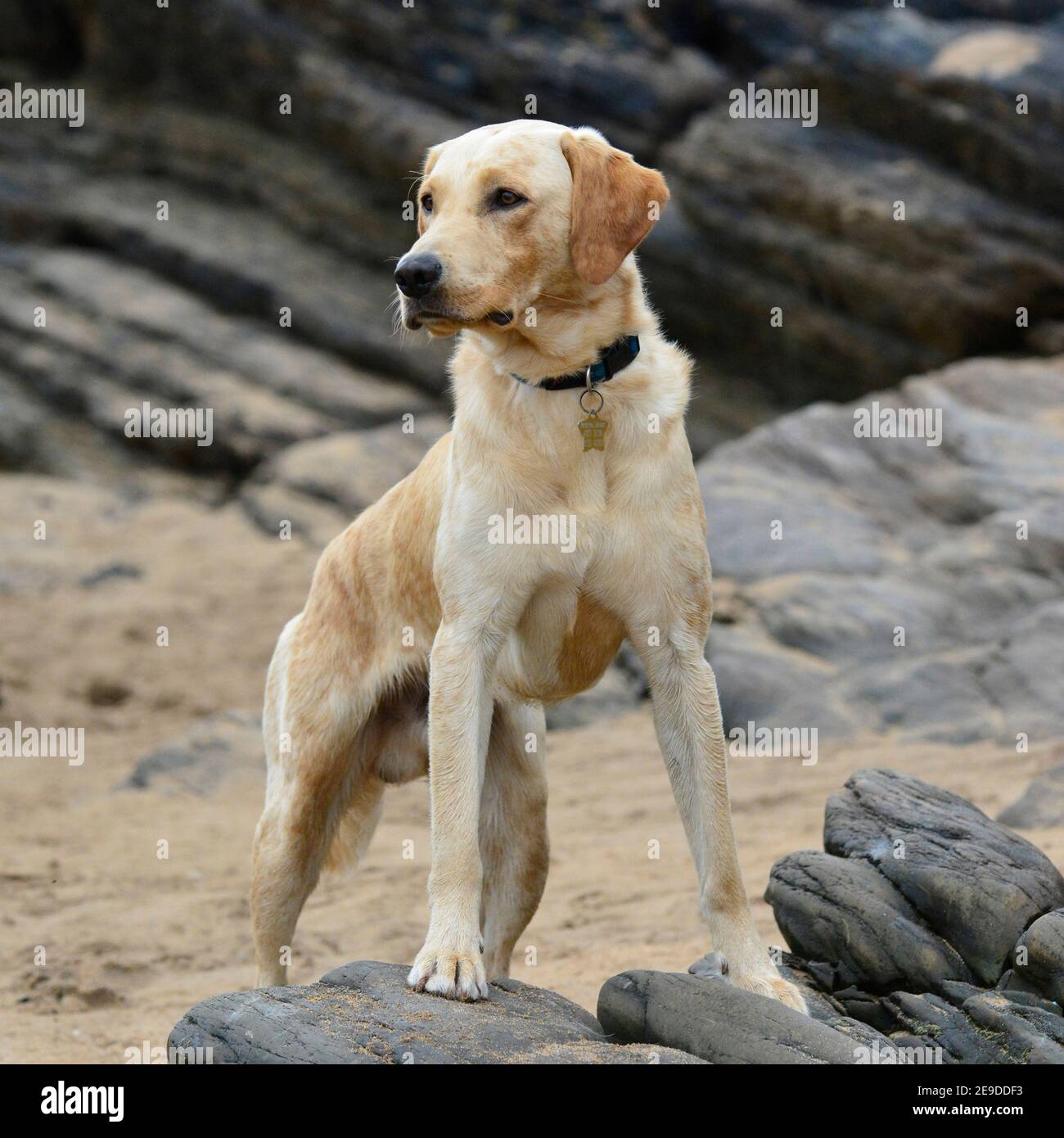 Labrador in riva al mare immagini e fotografie stock ad alta ...