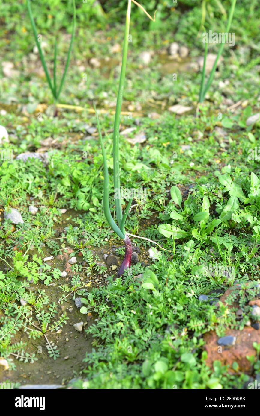 Pianta a bulbo commestibile immagini e fotografie stock ad alta ...