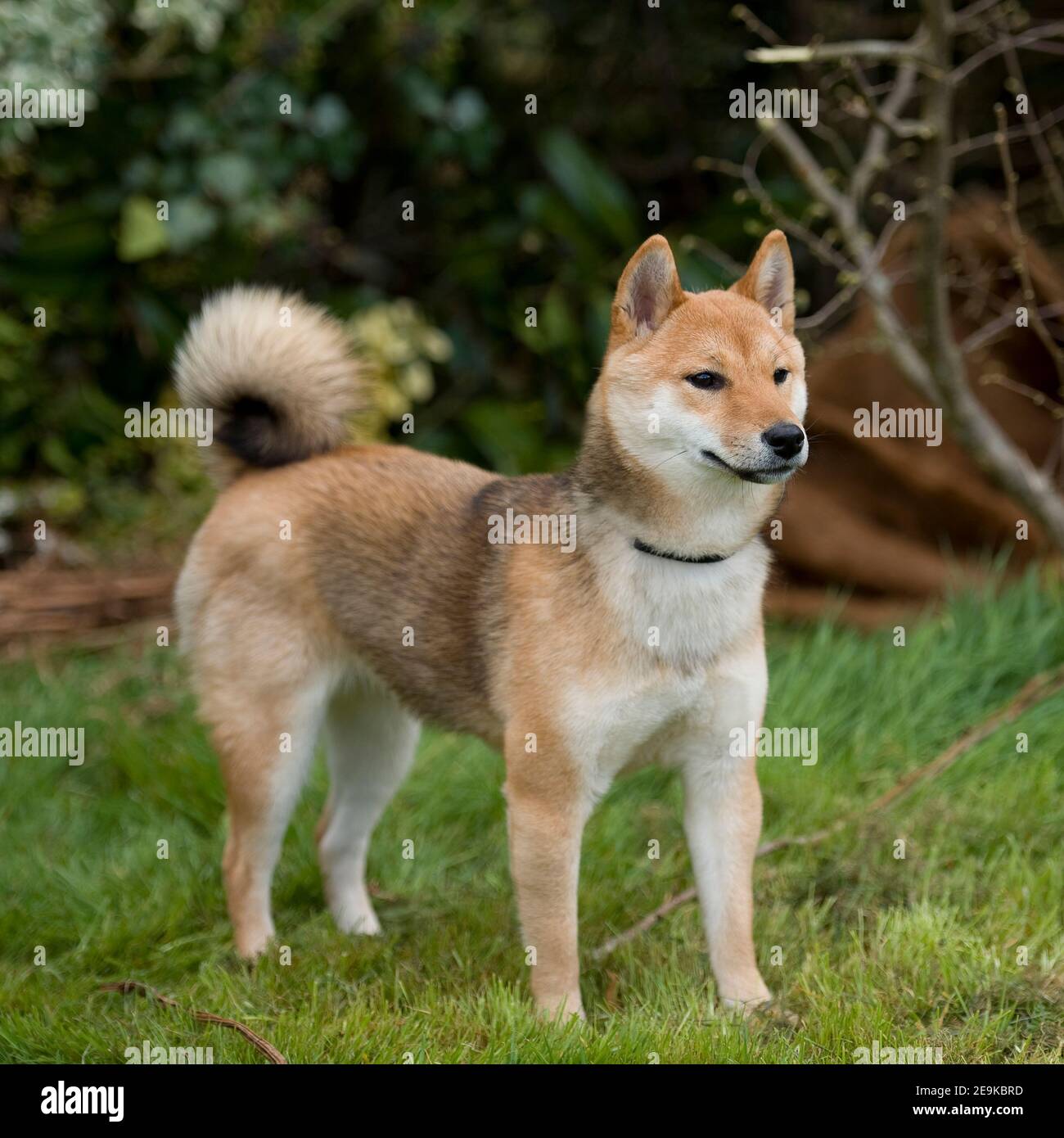 Shiba inu immagini e fotografie stock ad alta risoluzione - Alamy