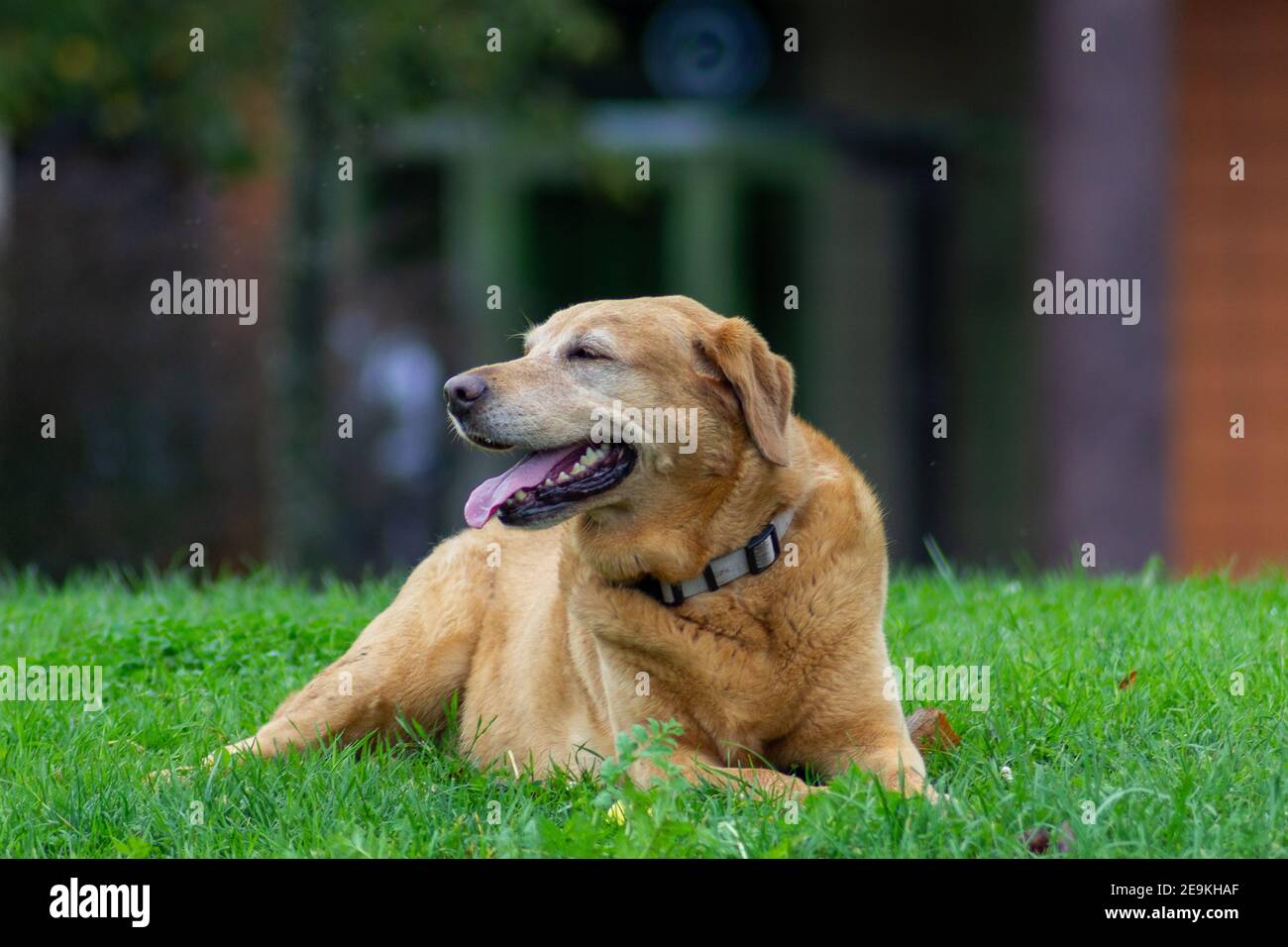 Cane seduto in giardino immagini e fotografie stock ad alta risoluzione ...