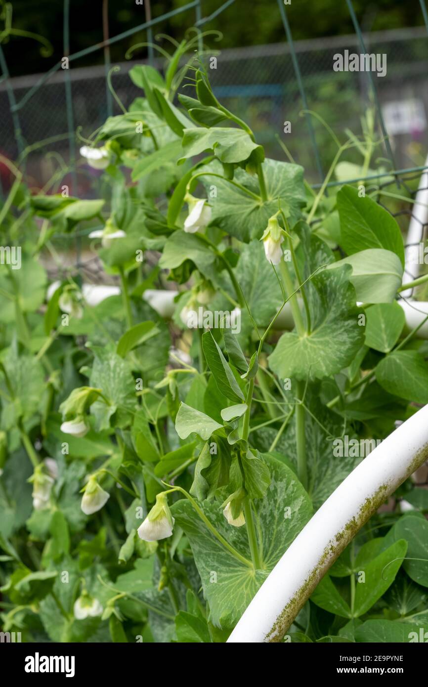 Pianta di pisello immagini e fotografie stock ad alta risoluzione - Alamy