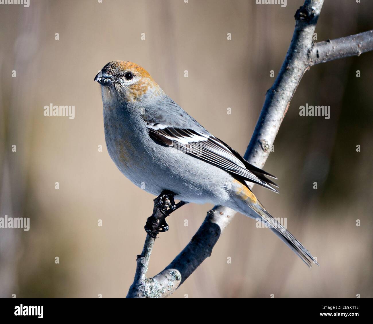 Pine grosbeak buch cover bild immagini e fotografie stock ad alta ...