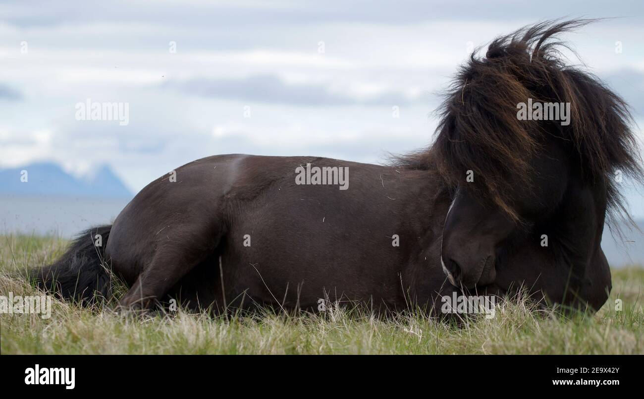 Colica equina immagini e fotografie stock ad alta risoluzione - Alamy