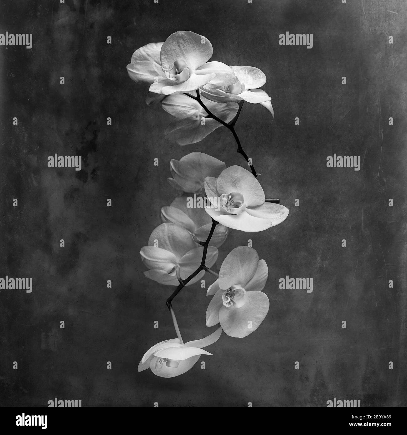 Radici di orchidee immagini e fotografie stock ad alta risoluzione - Alamy