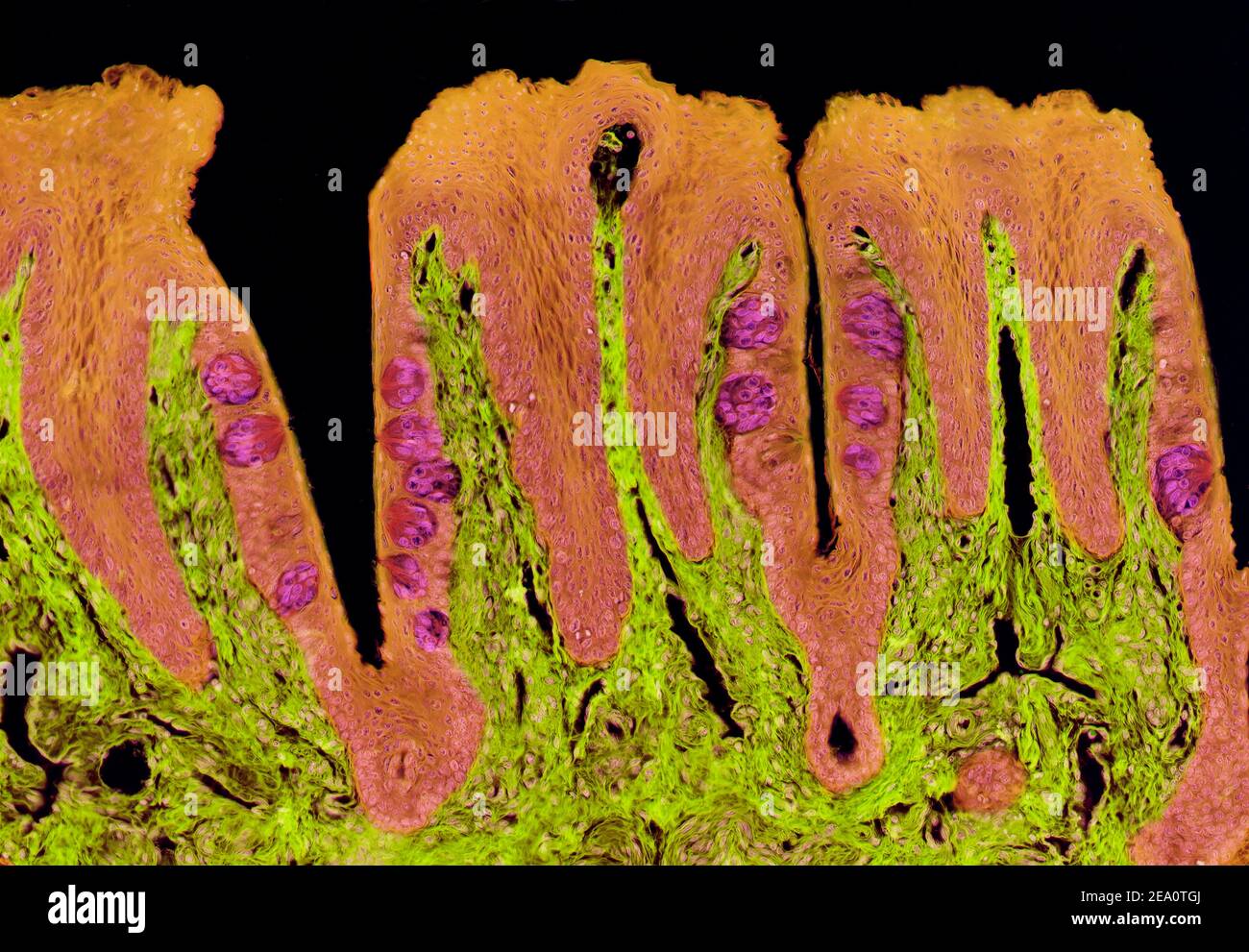 Anatomia delle papille gustative immagini e fotografie stock ad alta ...