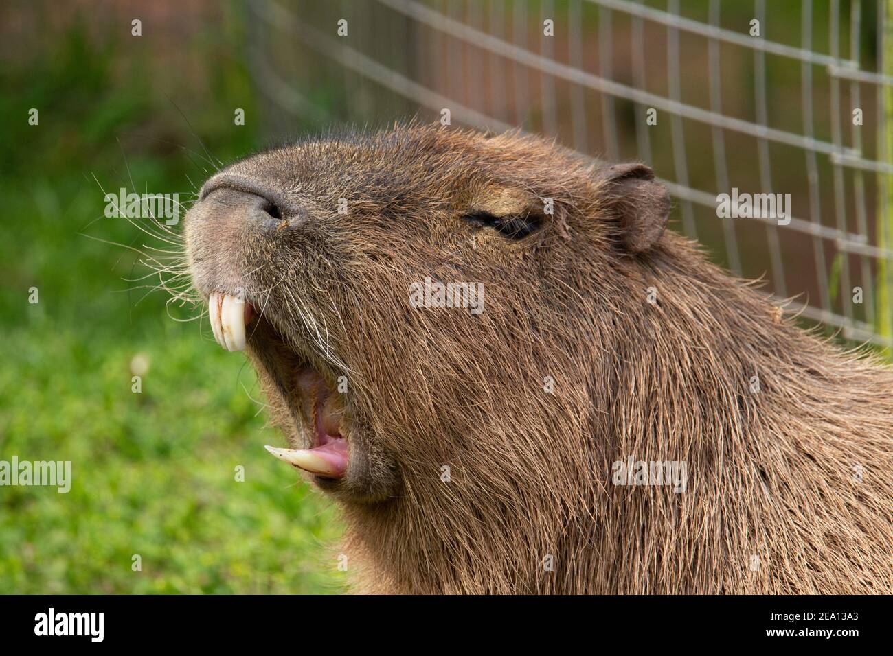 Capibara (Hydrochoerus hydrochaeris) Testa e spalle di un Capybara che ...