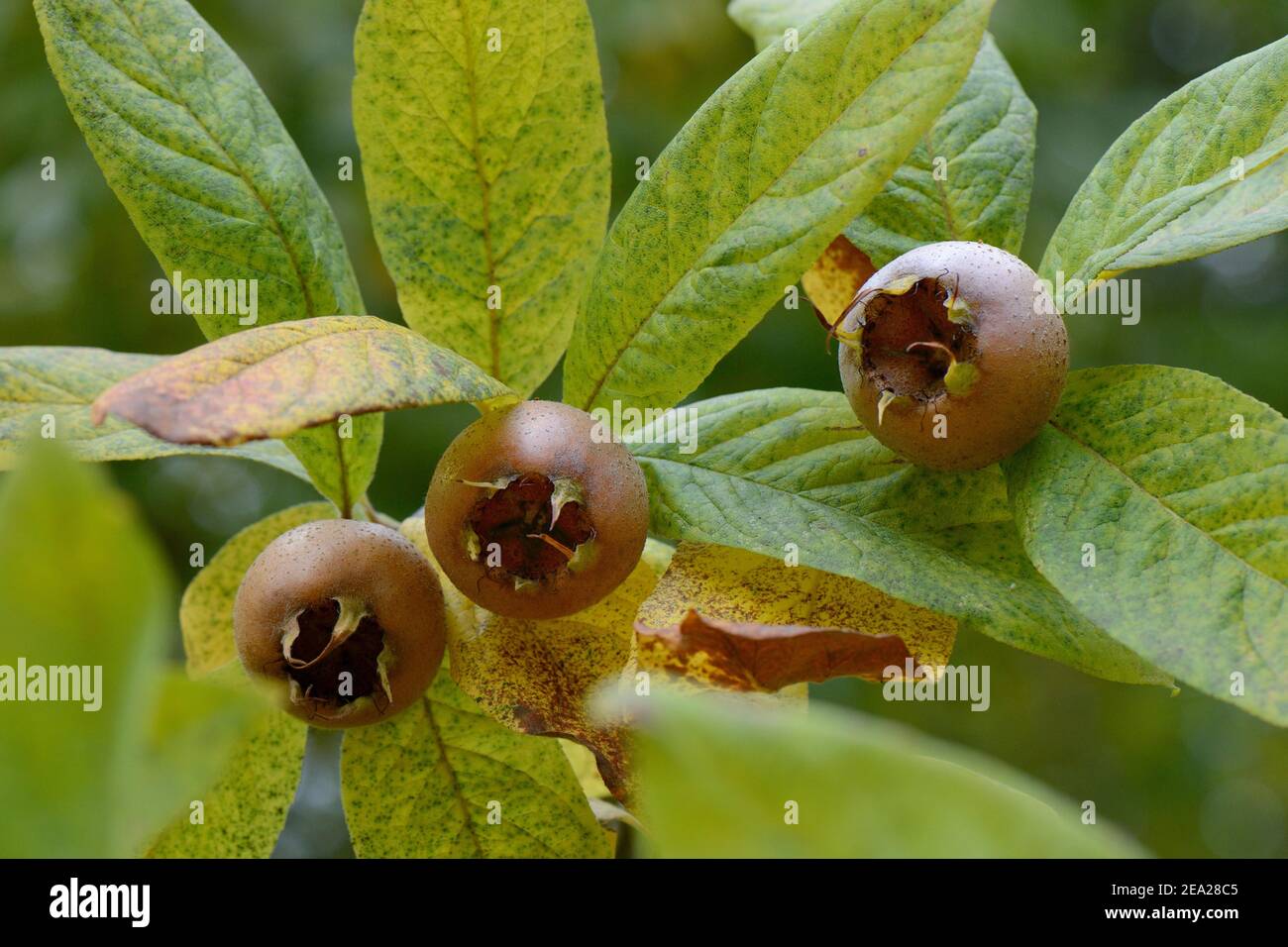 Nespola comune immagini e fotografie stock ad alta risoluzione - Alamy