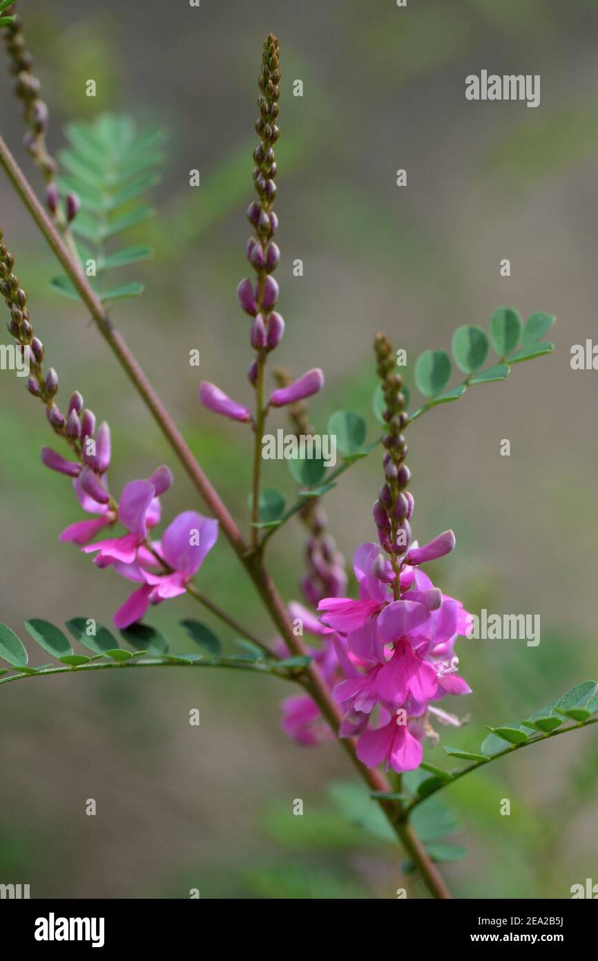 Pianta di indaco immagini e fotografie stock ad alta risoluzione - Alamy