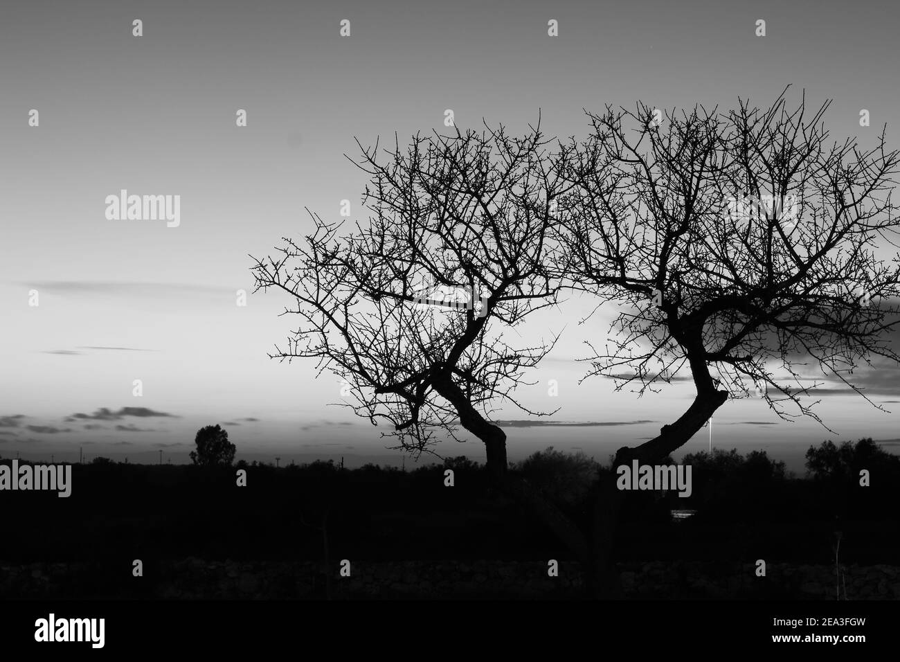 Sagoma di albero di cedro immagini e fotografie stock ad alta ...