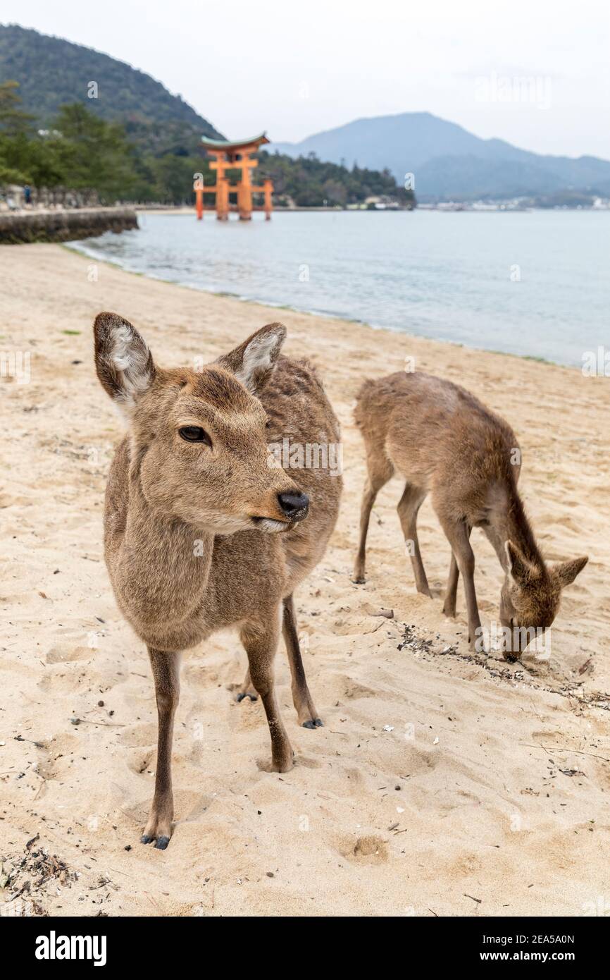Cervo sacro miyajima giappone immagini e fotografie stock ad alta ...