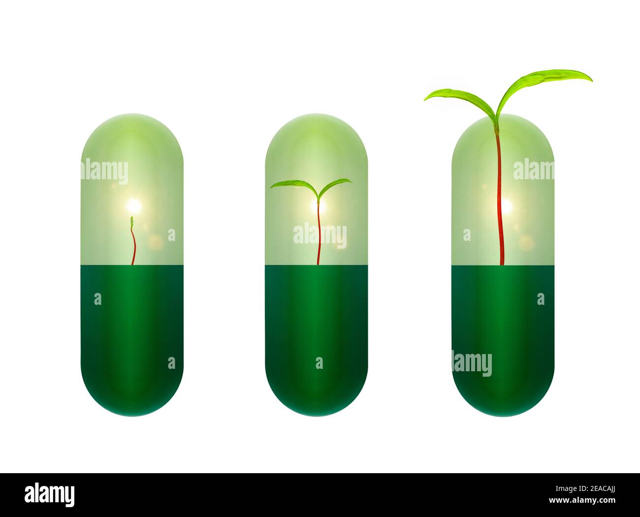 El fruto es una capsula alargada immagini e fotografie stock ad alta ...