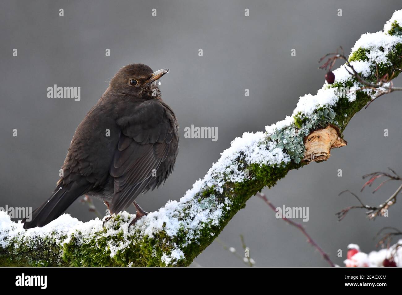 Merlo in inverno immagini e fotografie stock ad alta risoluzione - Alamy