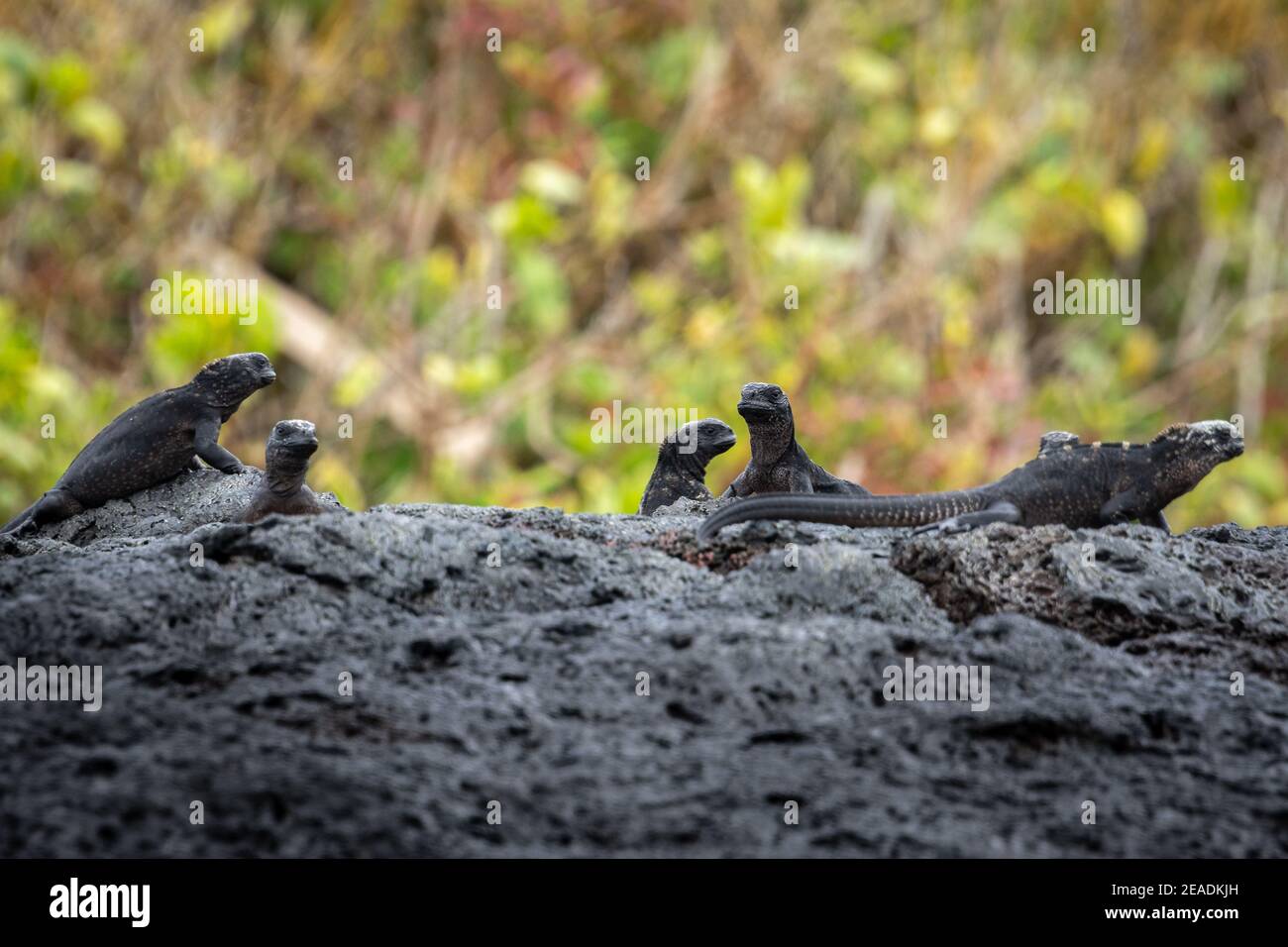 Isola isabela ecuador immagini e fotografie stock ad alta risoluzione ...