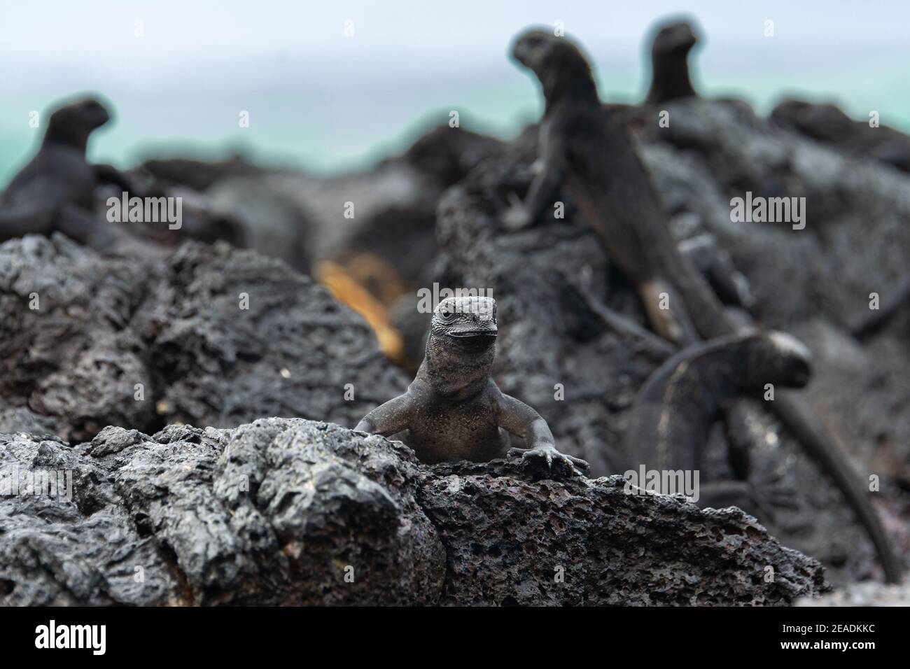 Isola isabela ecuador immagini e fotografie stock ad alta risoluzione ...