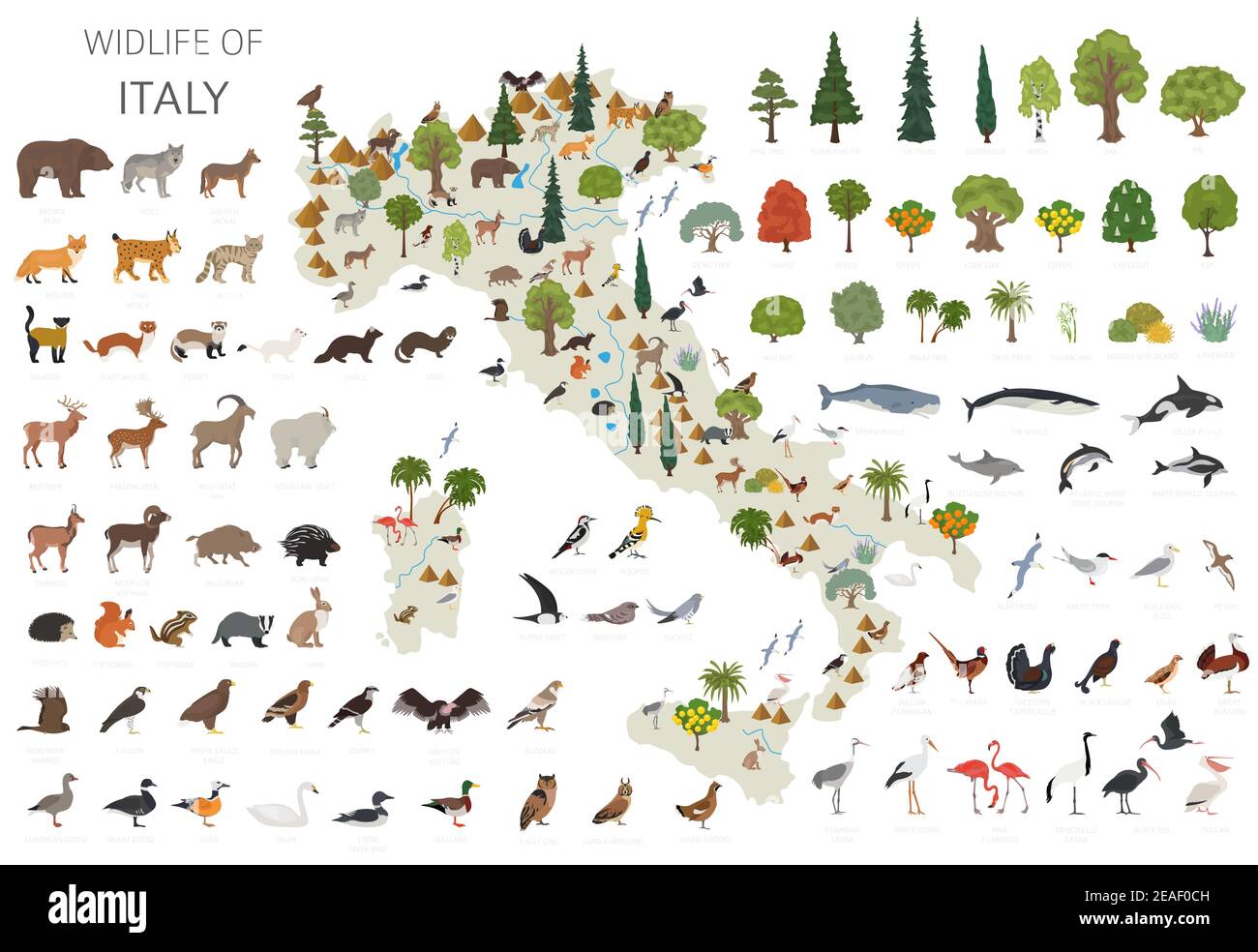 Italia flora fauna mappa immagini e fotografie stock ad alta ...