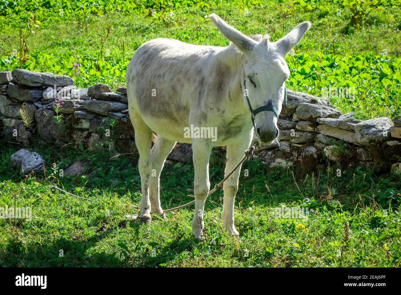 Asino francese immagini e fotografie stock ad alta risoluzione - Alamy