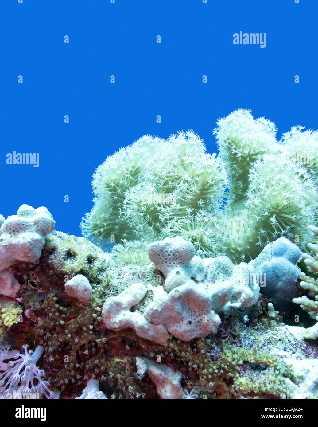 Spugna di mare immagini e fotografie stock ad alta risoluzione - Alamy